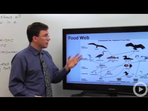 Food Web