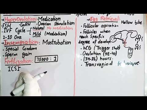 Steps Of In-Vitro Fertilization In Urdu Hindi || Developmental Biology || BS Zoology | Lecture No 02
