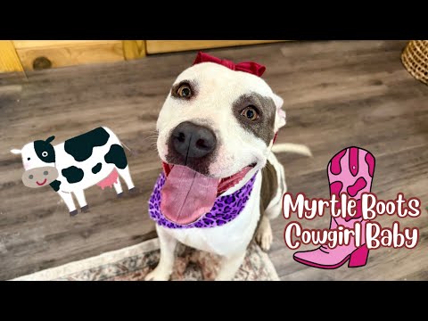 Dog for adoption - Myrtle Boots the kiddos favorite!, a Pit Bull ...