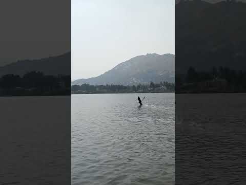 duck flying in the water || world photos and videos by pjss || Duck