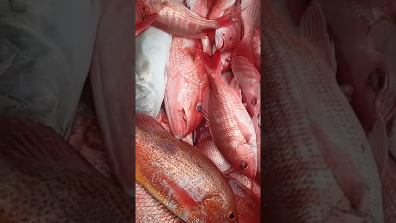 Red snapper fishing #fishing #fishingandcooking #ocean