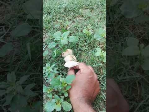 wild edible Mushroom