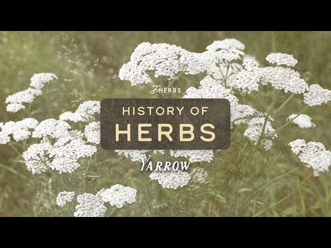 Native Americans Used THIS Plant for Toothaches!