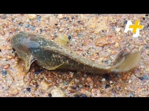 Walking Perch can survive for 6 days out of water – Sic Science