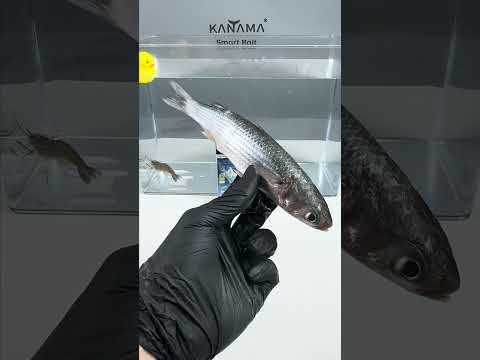 🎣 Kanama Smart Bait - Make Dead Bait Better Than Live Bait.#kanama #smartbait #釣り #livebait #fishing