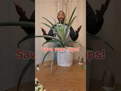 How to Grow a Pineapple Plant? #pineapple #growingpineapple #pineappleplant