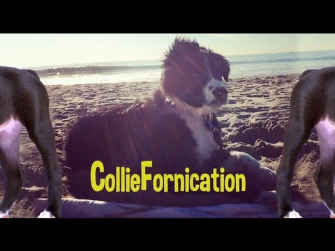DOGTV -- A New Channel Just for Dogs?!