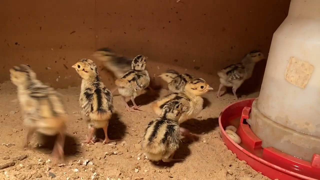 Week Old Ringneck Pheasant Chicks