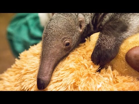 Say hello to Beanie the baby giant anteater!