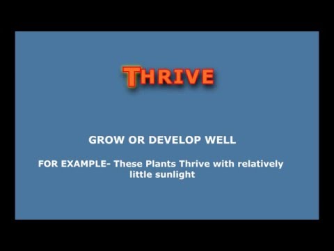 Thrive Meaning and Pronunciation in English