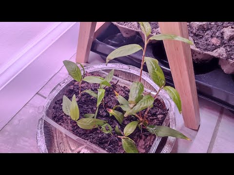 Planting Pokok Kesum Indoor Brooklyn New York USA 🇺🇲