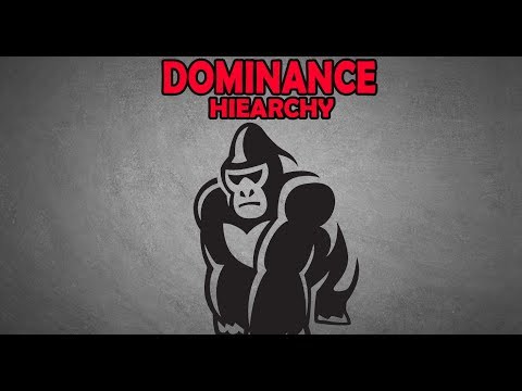 How to Outrank an Alpha Male | The Dominance Hierarchy