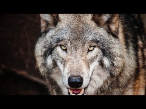 Kurt Duko's 10 steps to become a werewolf - Story by Mario Yaco