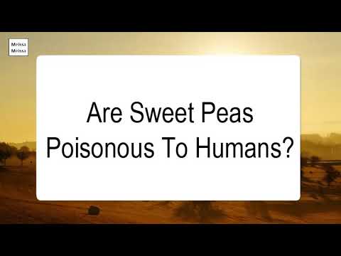 Are Sweet Peas Poisonous To Humans