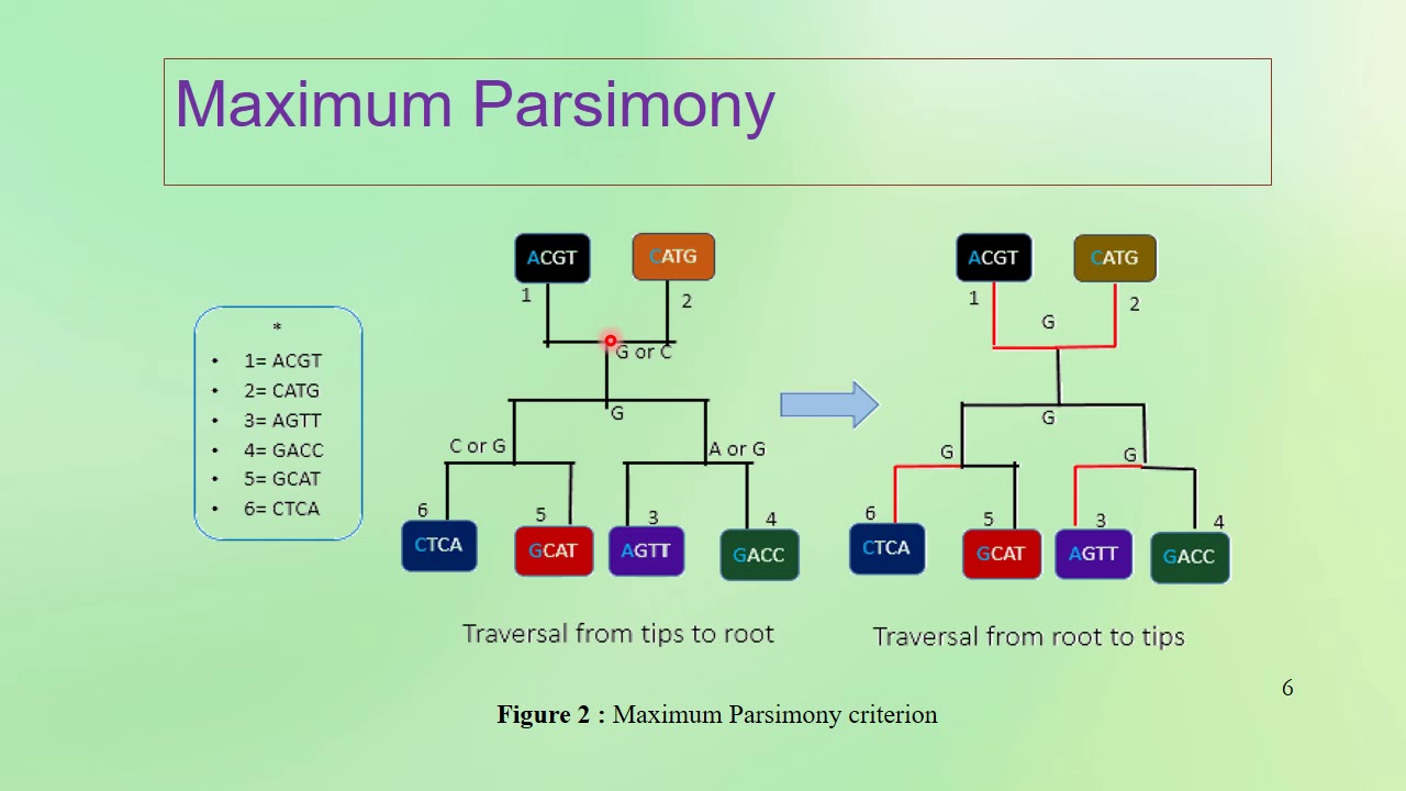 Phylogenetic Tree Construction using Chemical Reaction Optimization