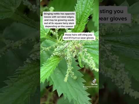 What is stinging nettle? 15 seconds of education 🌱