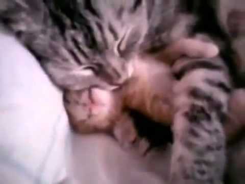 Sleeping mom cat comforts her kitty