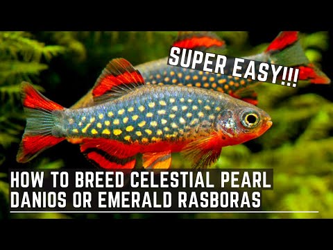 How to breed CPD? - Fish Breeding - Aquarium Co-Op Forum