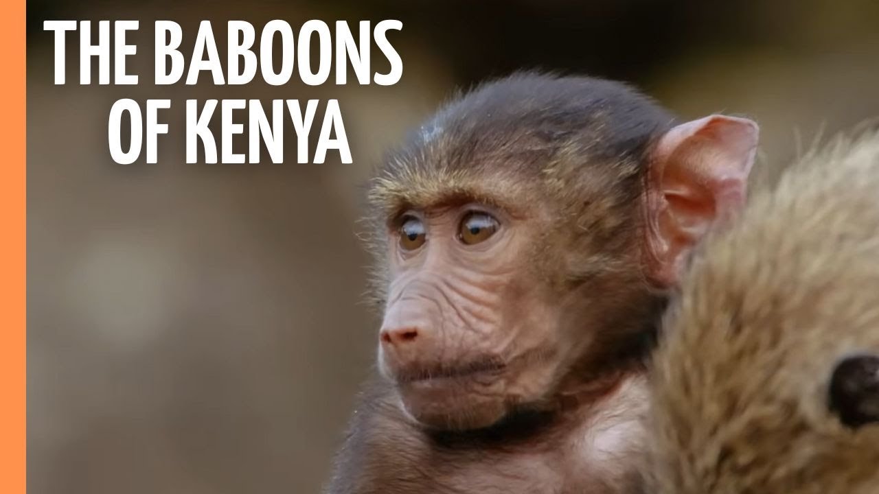 Wild Dramas in the Rift Valley - The Baboons of Kenya | Full Documentary