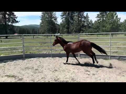 GUNNINTRICKSOFGOLD - 2024 Bay Stallion