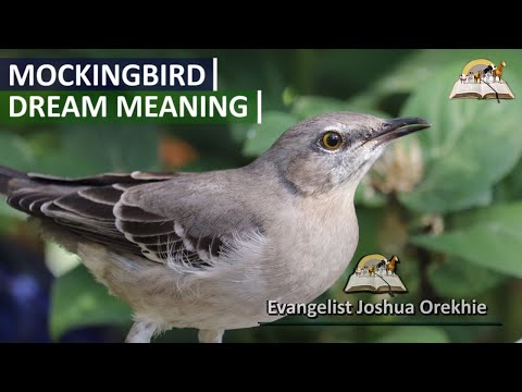 Mockingbird Biblical Dream Meaning - Mockingbirds Symbolism