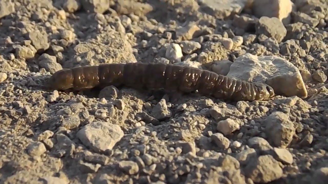 Smooth Brown Cutworm #moth #insects #animals #moths #larva #brown #closeup #nature #mystery #life