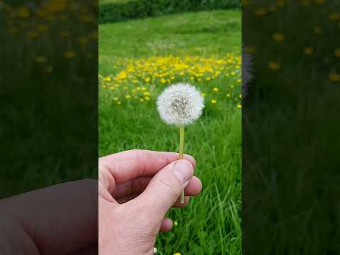 Dandelion Flower