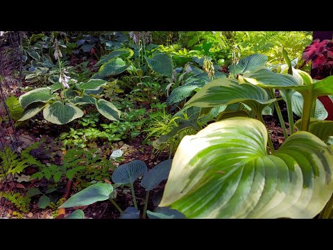 🍃 Hosta Garden Tour – A Lot of Amazing Hostas Varieties! 🍀🌿 Shade Garden in zone 4 🍀