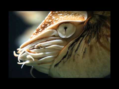 Cephalopod
