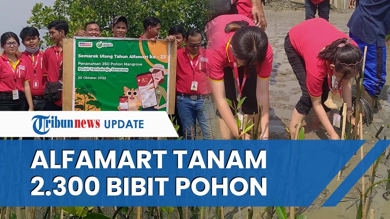 Ulang Tahun ke-23 Alfamart Tanam 2300 Pohon, Hasil Partisipasi Peserta ...