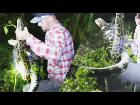 Man Saves Alligator From Python in Florida Everglades
