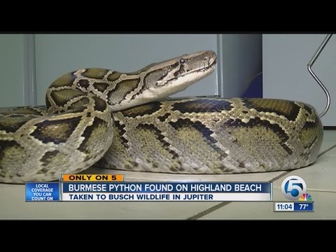 Burmese python found on Highland Beach