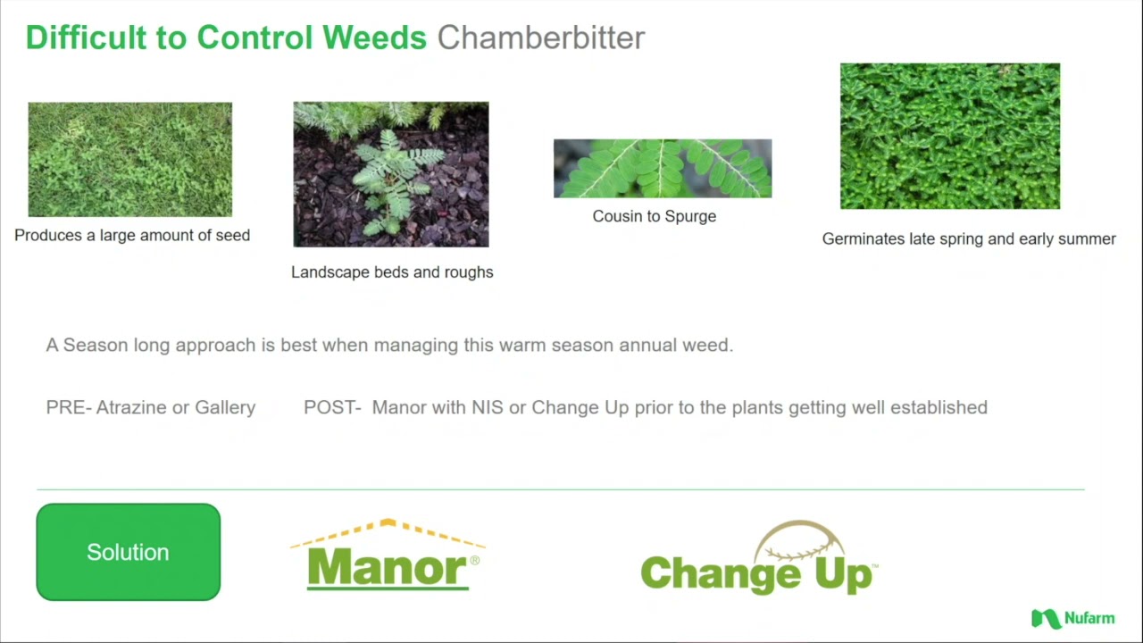 Summer Weed Control: Chamberbitter