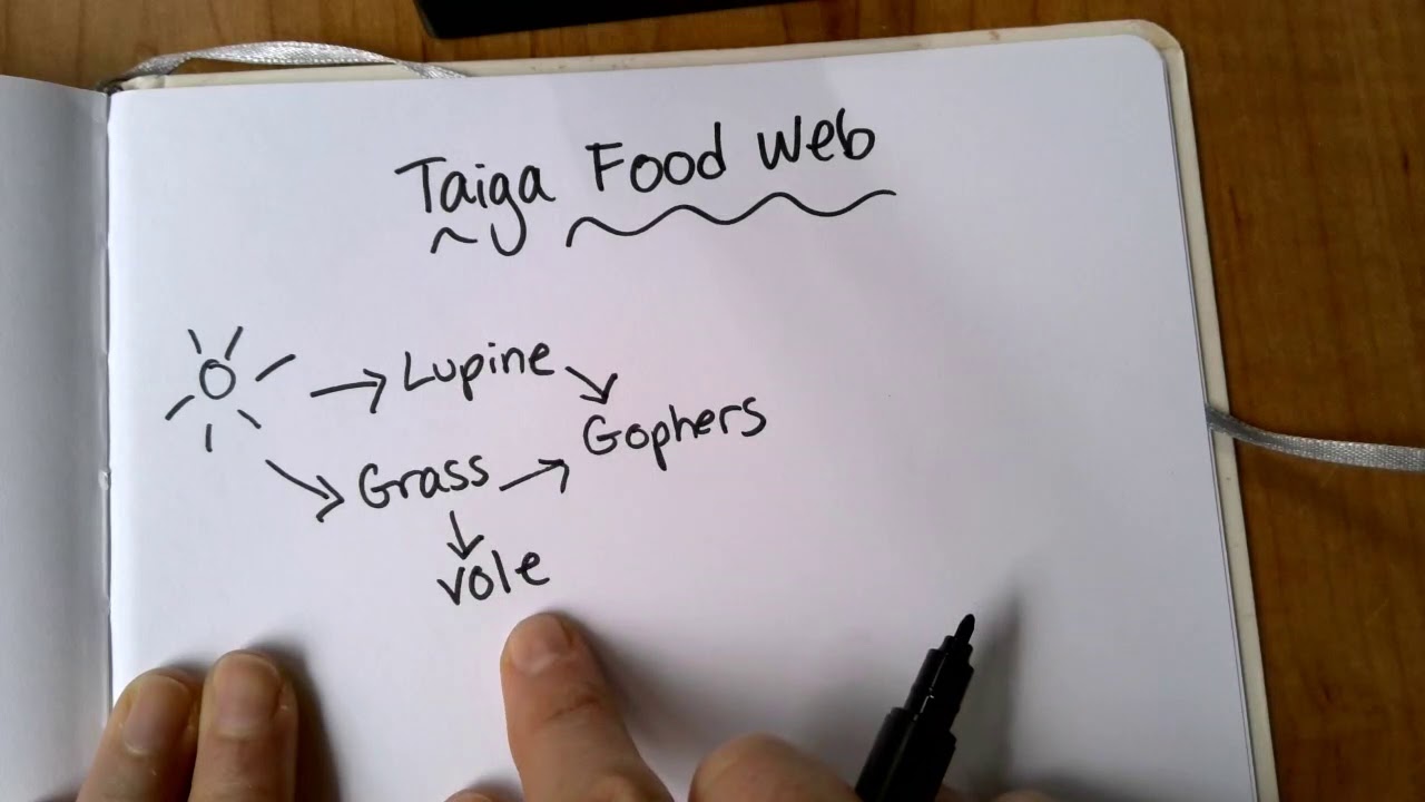 Assignment #5 - Check your taiga food web