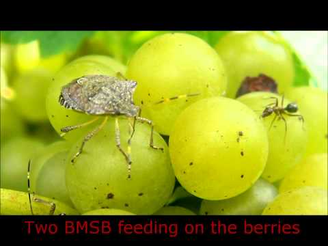 Brown Marmorated Stink Bug: Feeding and Progression of Injury in Grape Clusters
