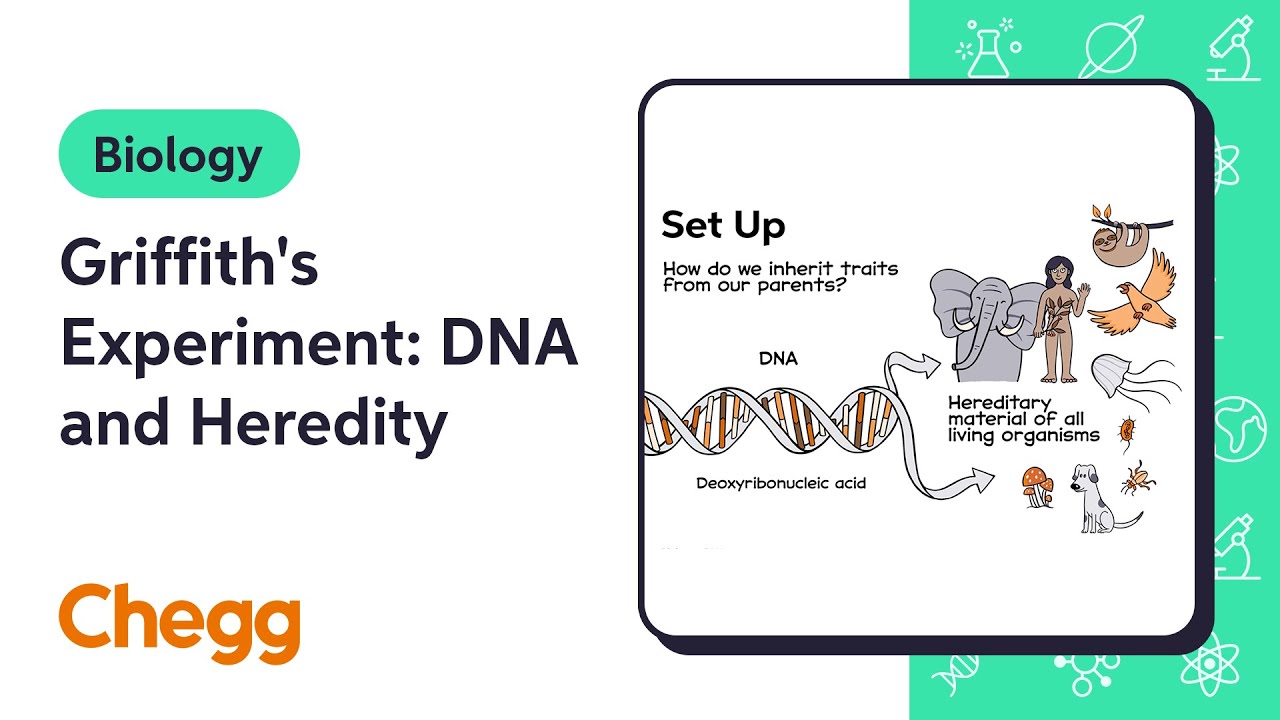 Griffith's Experiment: DNA and Heredity | Biology