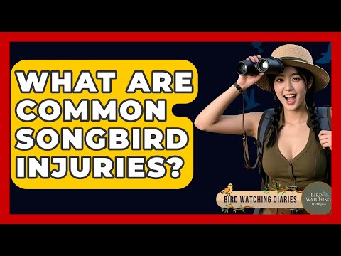 What Are Common Songbird Injuries? - Bird Watching Diaries