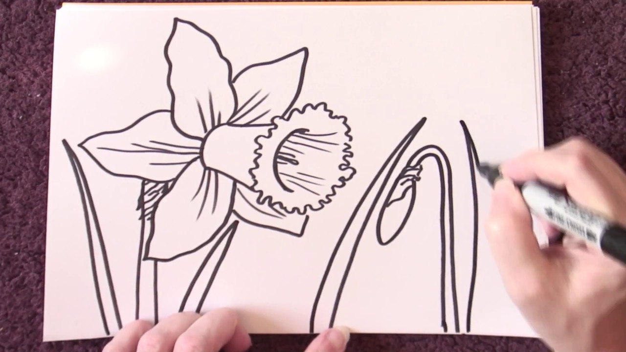 Directed Draw - Daffodil [Ep. 7]