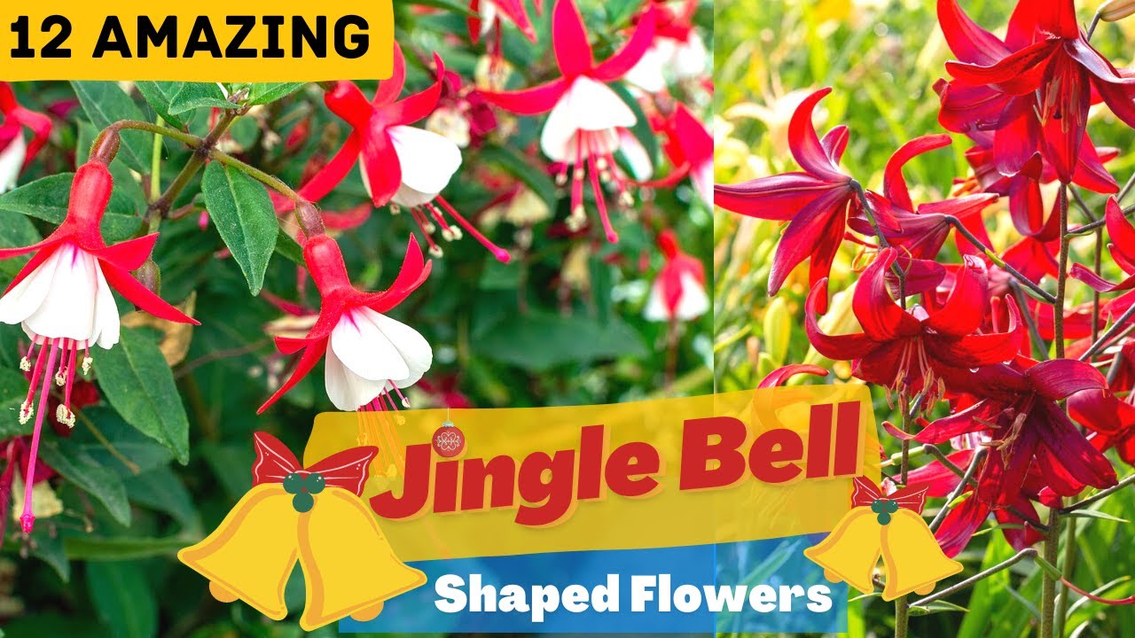 12 Amazing Jingle Bell Shaped Flowers