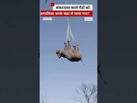 संकटग्रस्त काले गैडों को बचाने की कोशिश #rhino #wildlife #shorts (BBC Hindi)