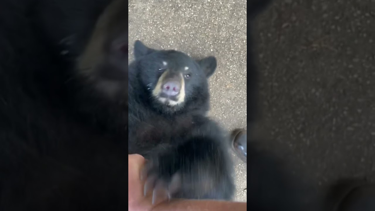 Bear gets belly rubs 🥺