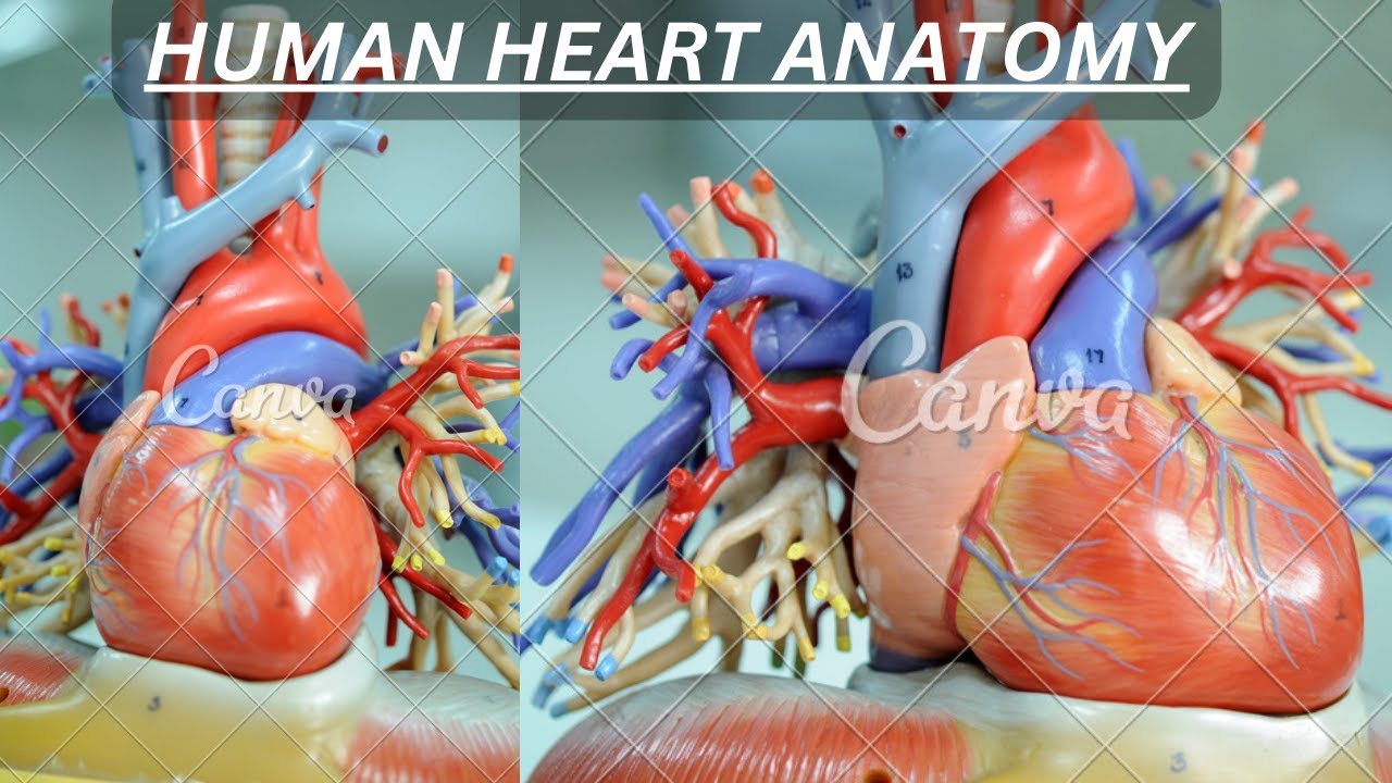 THE ANATOMY OF HUMAN HEART
