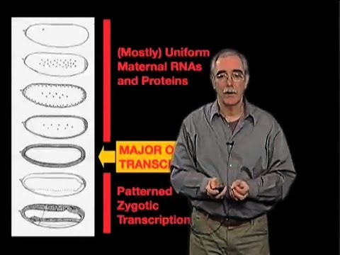 Regulation of gene expression - Eric Wieschaus (Princeton/HHMI)