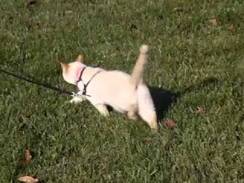 Meet Aruba a Siamese currently available for adoption at Petango.com! 11/20/2012 6:15:18 PM