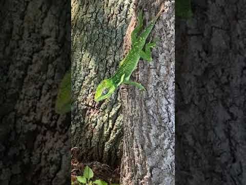 Lagartija verde o iguana?