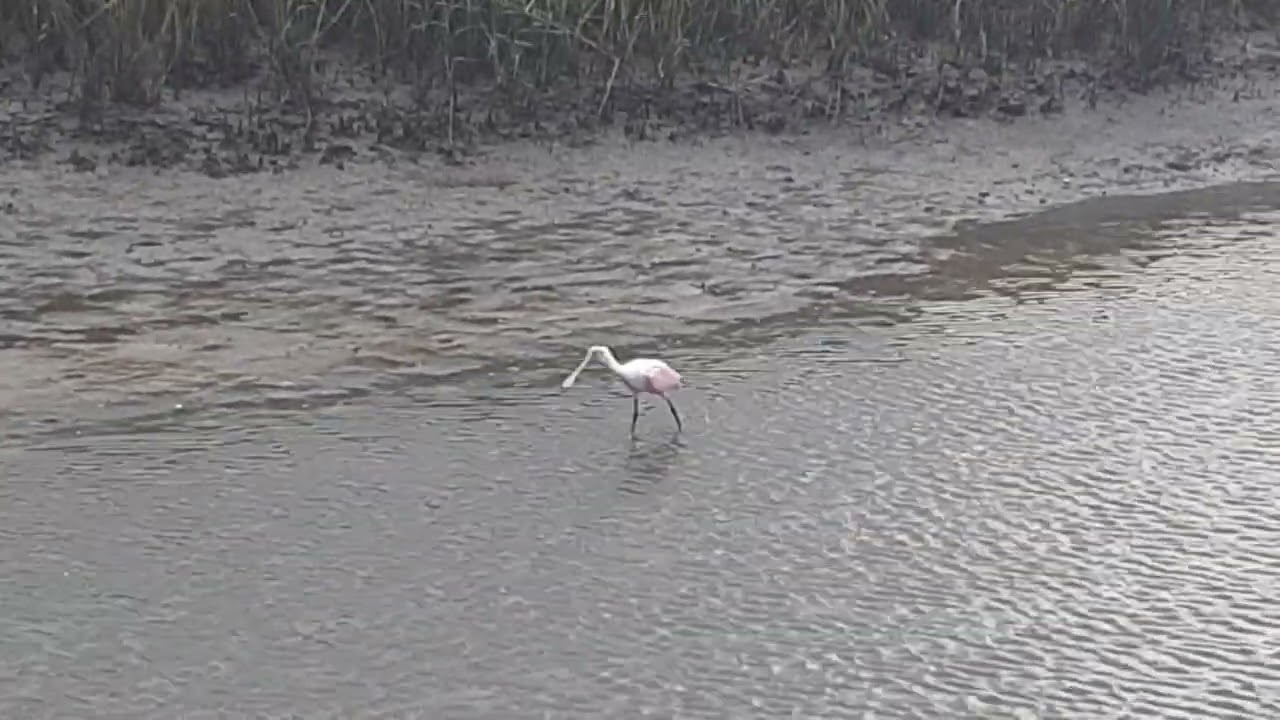 Roseate Spoonbill in flight and feeding. June 2024