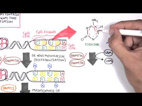 DNA Methylation and Cancer - Garvan Institute