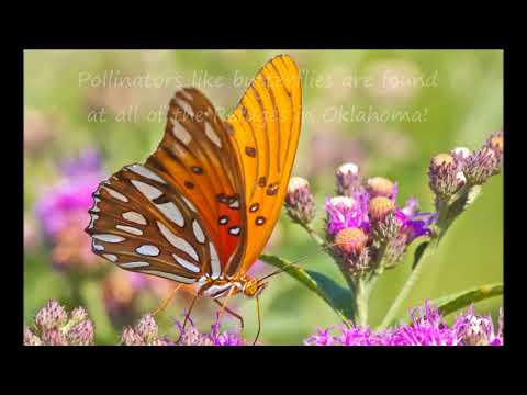 Oklahoma National Wildlife Refuges