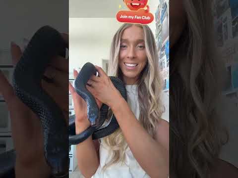 luxorreptiles - 2025-06-07