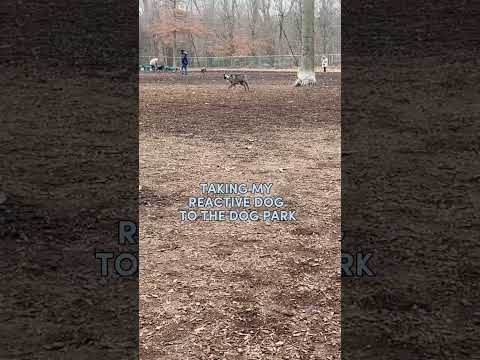 going to dog parks fueled her reactivity and only enforced bad habits :( u live and u learn